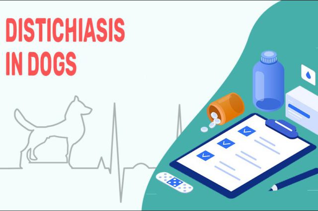 Dog Breeds, Cat Breeds & All Pets - Petmoo