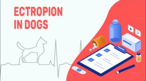 Ectropion In Dogs: Facts & Treatment - Petmoo