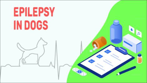 Epilepsy In Dogs - Causes, Symptoms & Treatment - Petmoo