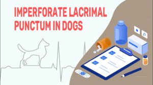 Imperforate Lacrimal Punctum In Dogs - Petmoo