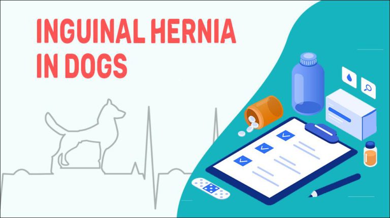 Inguinal Hernia In Dogs - Types And Treatments - Petmoo