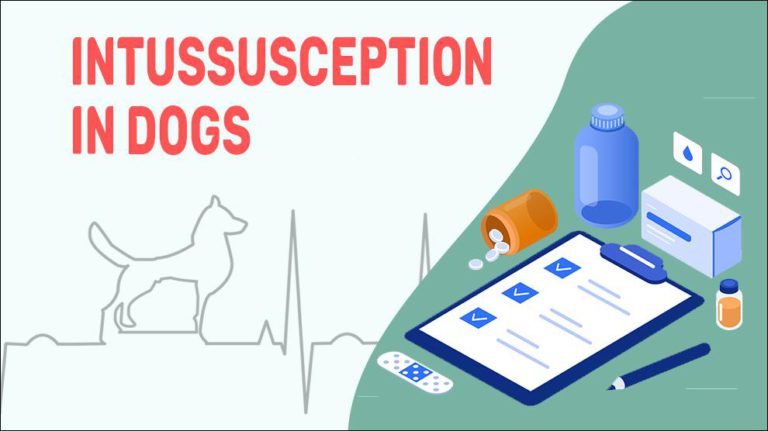 Intussusception In Dogs - Petmoo