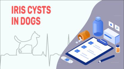 Iris Cysts In Dogs – Symptoms & Treatment - Petmoo