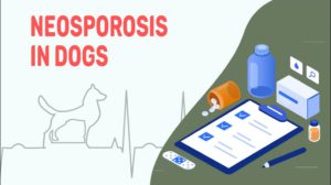 Neosporosis In Dogs - Neospora Caninum Symptoms & Treatments - Petmoo