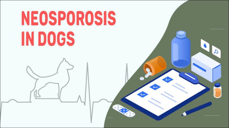 Neosporosis In Dogs - Neospora Caninum Symptoms & Treatments - Petmoo