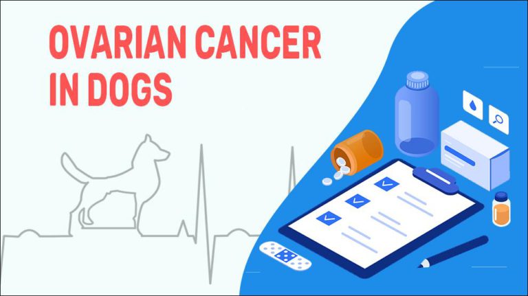 Ovarian Cancer In Dogs - Symptoms & Treatments - Petmoo