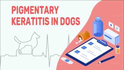 Pigmentary Keratitis In Dogs - Petmoo