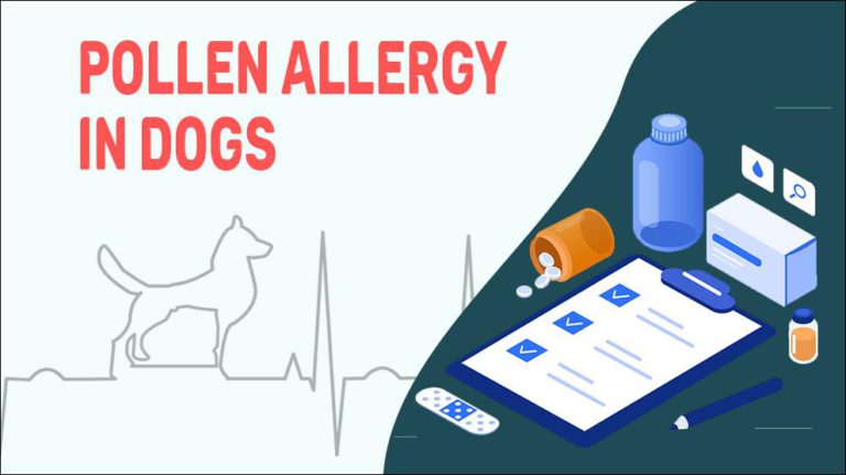 Pollen Allergy In Dogs - Symptoms & Treatment - Petmoo