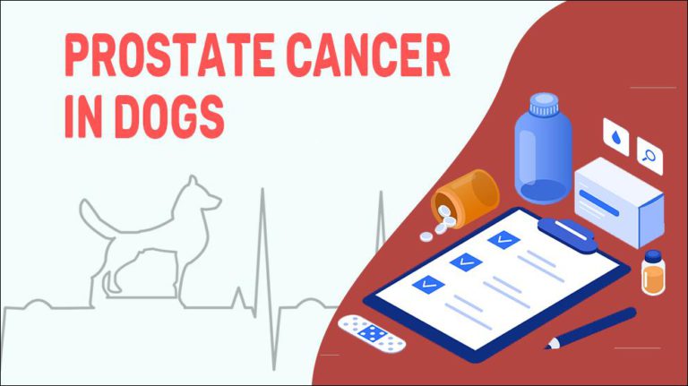 Prostate Cancer In Dogs - Petmoo
