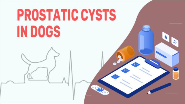 Prostatic Cysts In Dogs - Petmoo