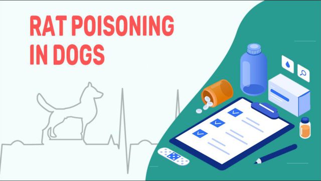 Rat Poisoning In Dogs - Petmoo