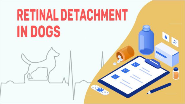 Retinal Detachment In Dogs - Petmoo