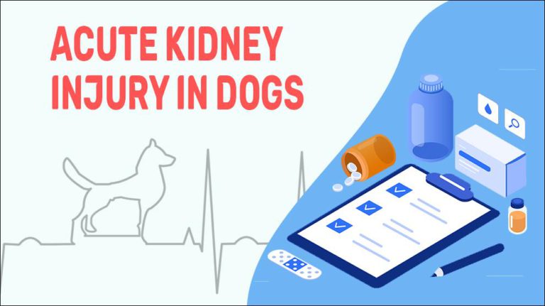 Acute Kidney Injury In Dogs - Petmoo
