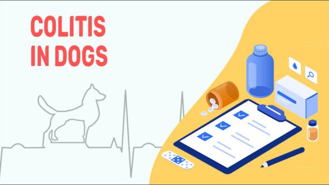 Colitis In Dogs - Symptoms & Treatment - Petmoo