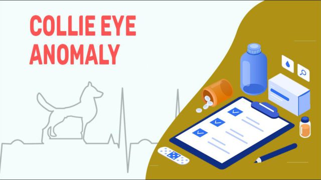 Collie Eye Anomaly: Causes, Symptoms & Prevention - Petmoo