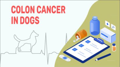 Colon Cancer In Dogs: Diagnosis And Treatment - Petmoo