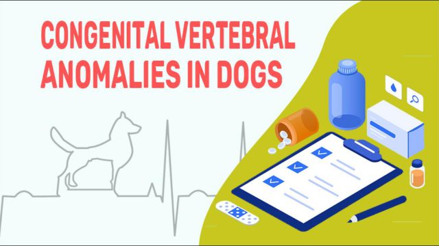 Congenital Vertebral Anomalies In Dogs - Petmoo
