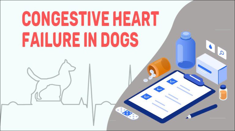 Congestive Heart Failure In Dogs - Petmoo