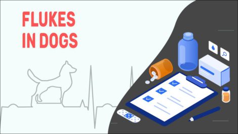 Flukes In Dogs - Symptoms & Treatment - Petmoo