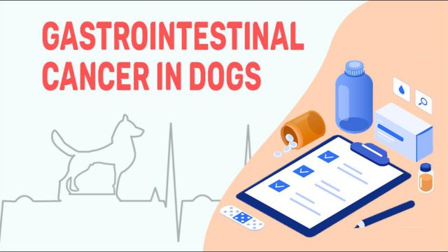 Gastrointestinal Cancer In Dogs - Petmoo