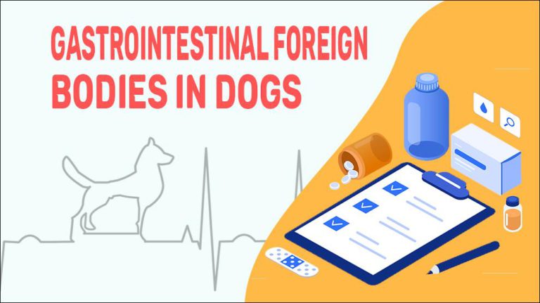 Gastrointestinal Foreign Bodies In Dogs - Petmoo