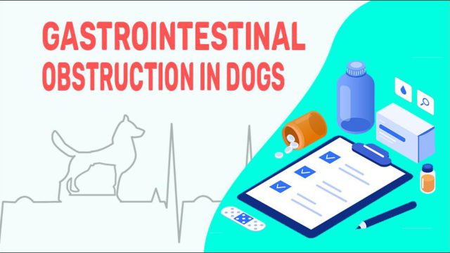 Gastrointestinal Obstruction In Dogs - Petmoo