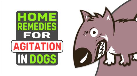 Home Remedies For Agitation In Dogs - Petmoo