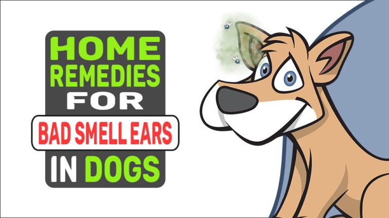 4 Effective Home Remedies For Bad Smell Ears In Dogs - Petmoo