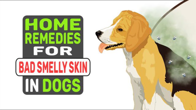 Home Remedies For Bad Smelly Skin In Dogs - Petmoo
