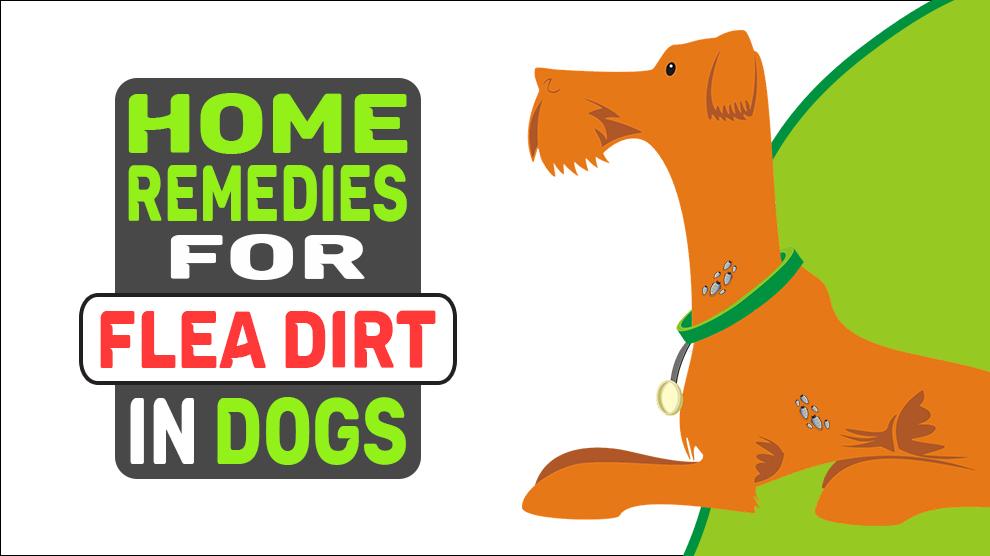 Home Remedies For Flea Dirt In Dogs My Pets Routine home-remedies-for-flea-dirt-in-dogs-my-pets-routine