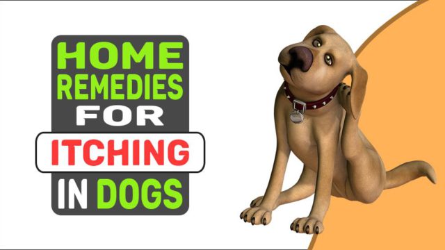 4 Natural Home Remedies And Prevention Tips For Itching In Dogs - Petmoo