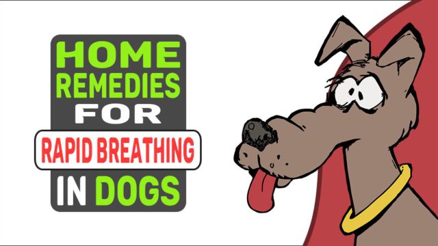 Home Remedies For Rapid Breathing In Dogs - Petmoo
