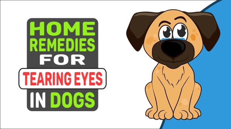 Home Remedies For Tearing Eyes In Dogs - Petmoo