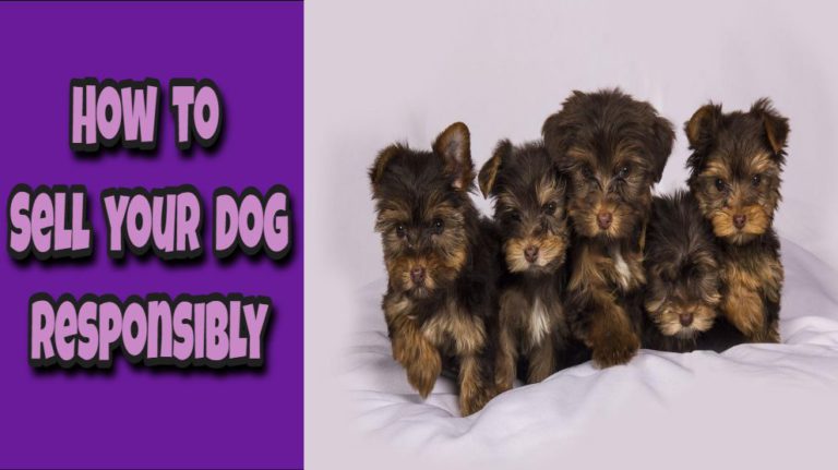 How to Sell Your Dog Responsibly? - Online Guide - Petmoo