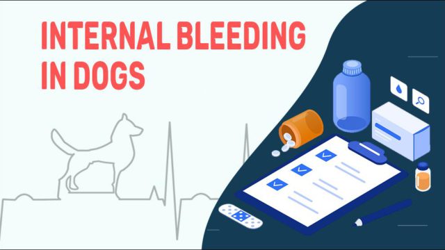 Internal Bleeding In Dogs - Petmoo