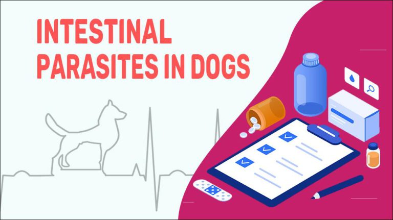 Intestinal Parasites In Dogs - Petmoo