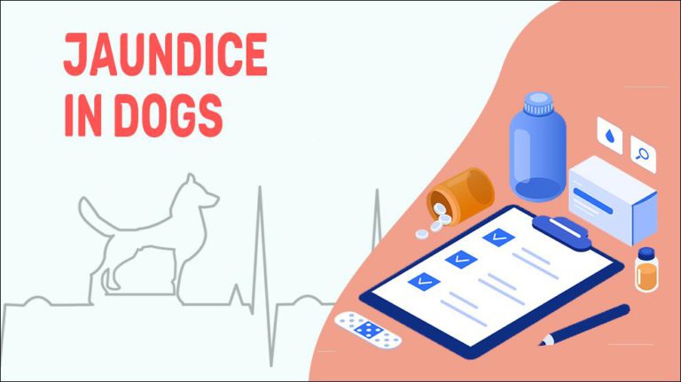 Jaundice In Dogs - Symptoms, Causes & Treatments - Petmoo