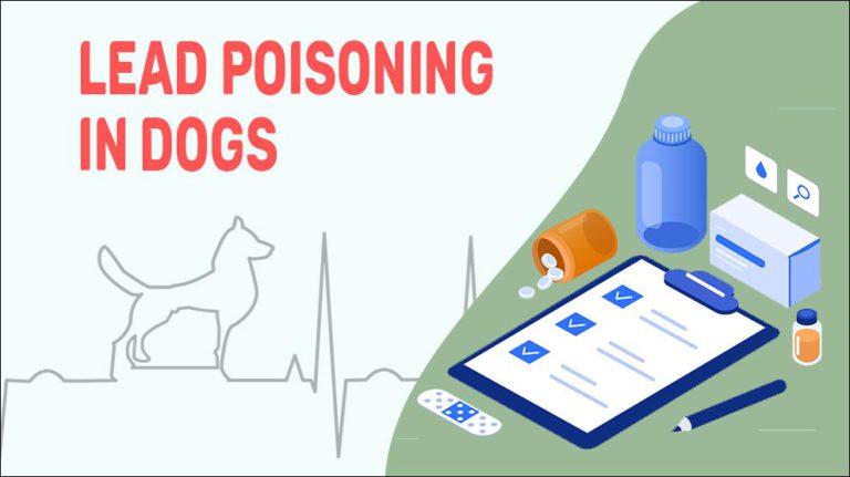 Lead Poisoning In Dogs - Petmoo
