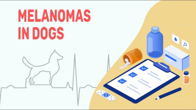 Melanomas In Dogs: Types, Treatment & Prognosis - Petmoo