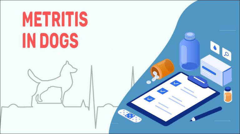 Metritis In Dogs: Causes, Symptoms, And Treatment - Petmoo