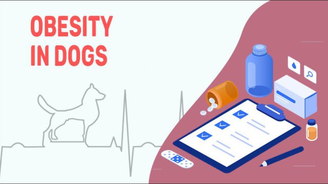 Obesity In Dogs: Causes, Treatment & Prevention - Petmoo