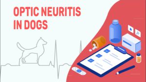 Optic Neuritis In Dogs - Petmoo