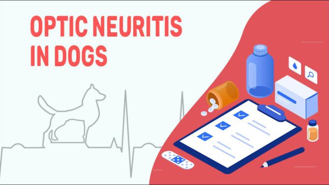 Optic Neuritis In Dogs - Petmoo