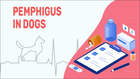 Pemphigus In Dogs - Symptoms, Treatment And Affected Breeds - Petmoo