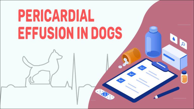 Pericardial Effusion In Dogs - Petmoo