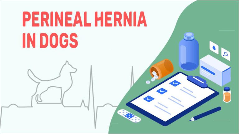 Perineal Hernia In Dogs - Petmoo