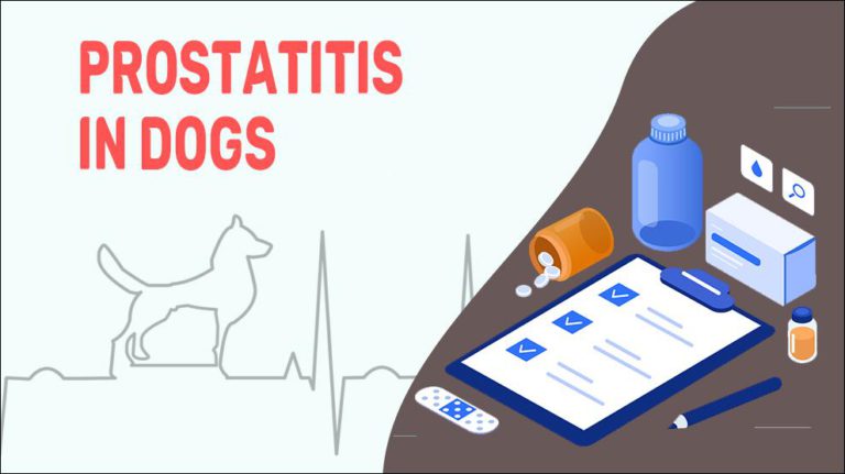 Prostatitis In Dogs: Causes, Symptoms, & Treatment - Petmoo