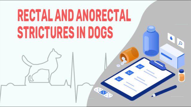 Rectal And Anorectal Strictures In Dogs - Petmoo