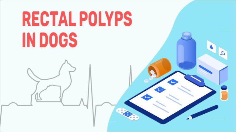 Rectal Polyps In Dogs - Petmoo