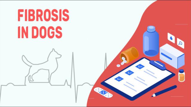Fibrosis In Dogs - Symptoms & Treatment - Petmoo